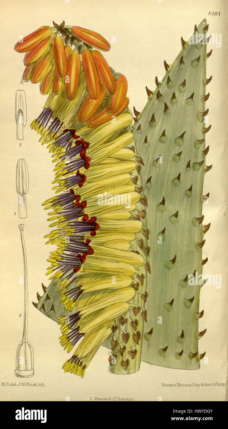 Aloe anatomy hi-res stock photography and images - Alamy