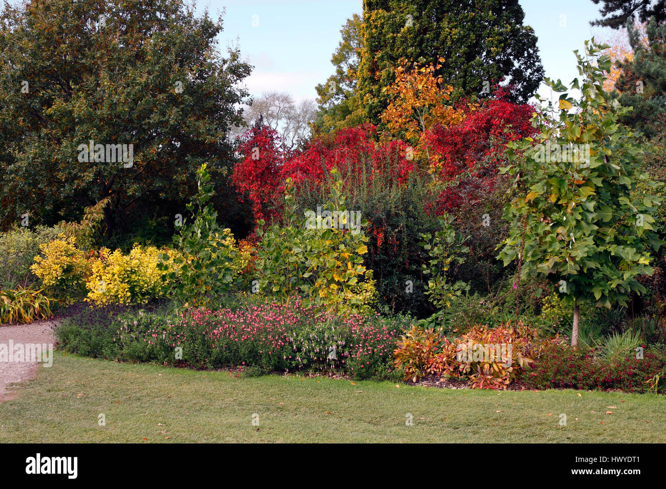 Autumn Border Plants Uk