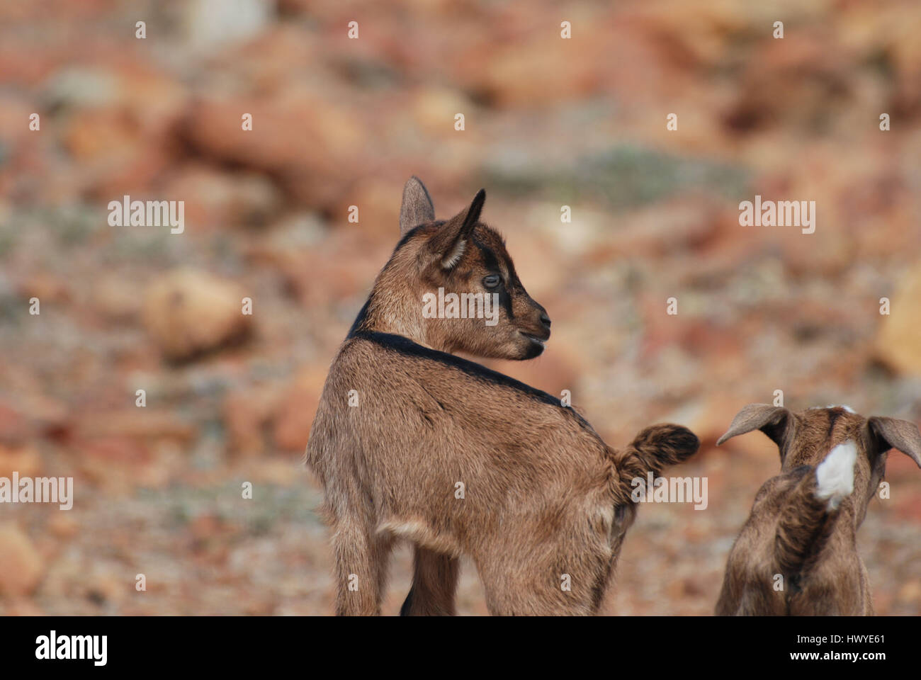 Adorable kid goat bending back over his shoulder Stock Photo - Alamy