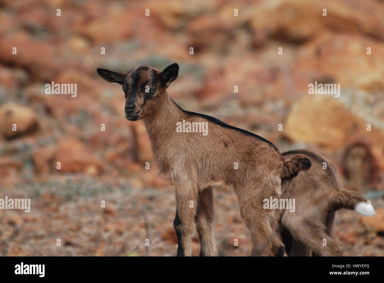 Cute face of a baby goat in Aruba Stock Photo - Alamy