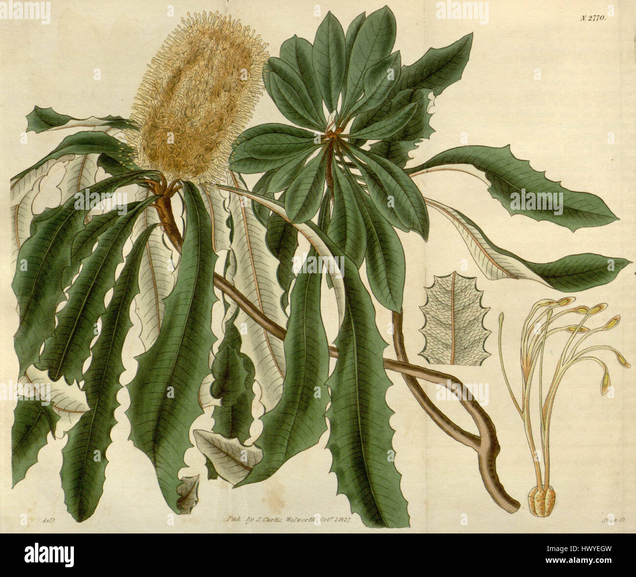 Banksia integrifolia species australian hi-res stock photography and ...