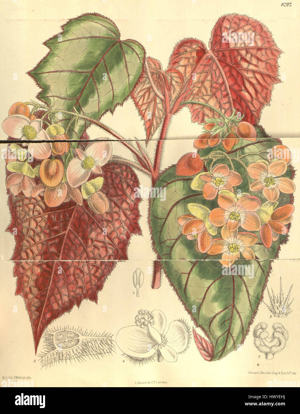 Begonia cathayana hi-res stock photography and images - Alamy