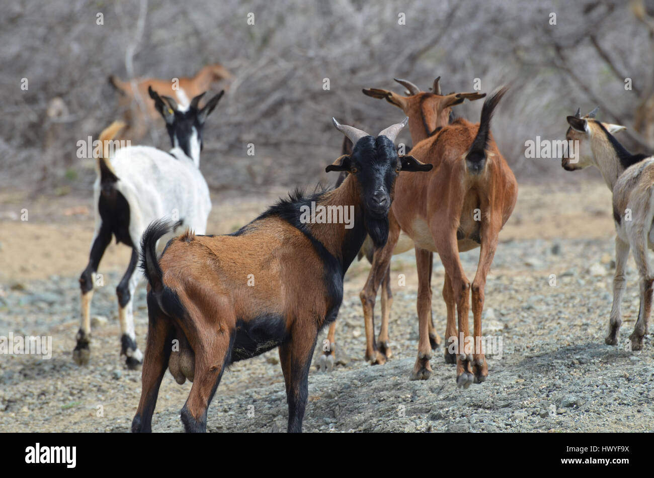 Group Of Rams High Resolution Stock Photography and Images - Alamy