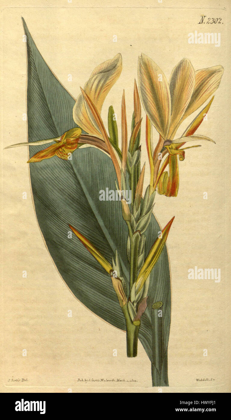 Canna glauca, also known as the Indian shot plant, is a tropical ...