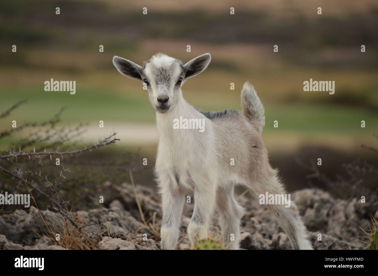 Baby kid goat in the wild of Aruba Stock Photo - Alamy