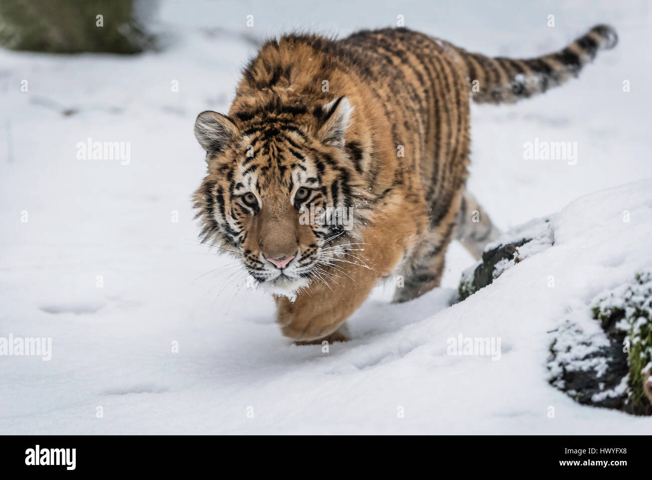 Young Siberian tiger prowling in snow Stock Photo - Alamy