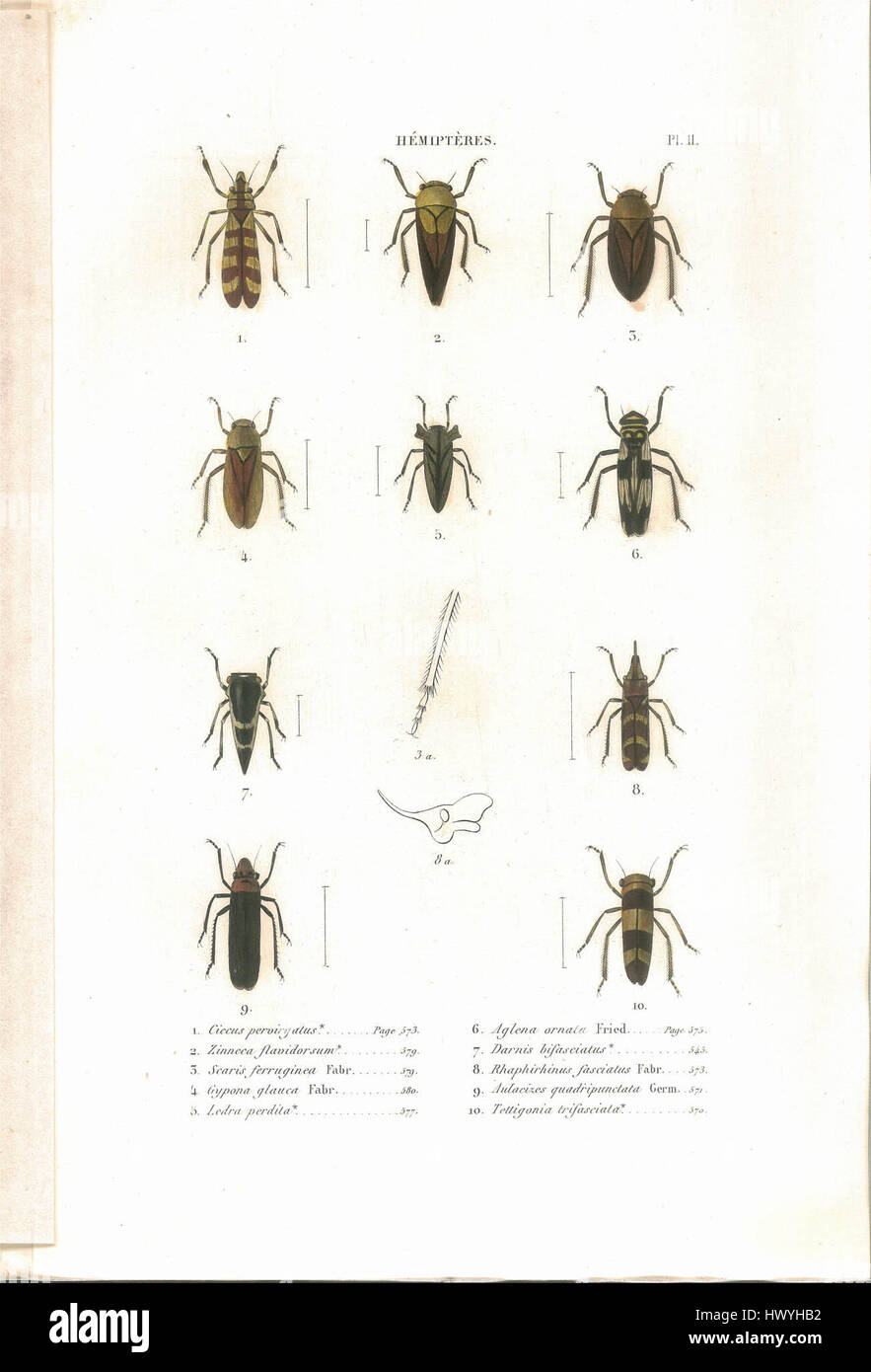 Histoire naturelle des insectes hi-res stock photography and images - Alamy