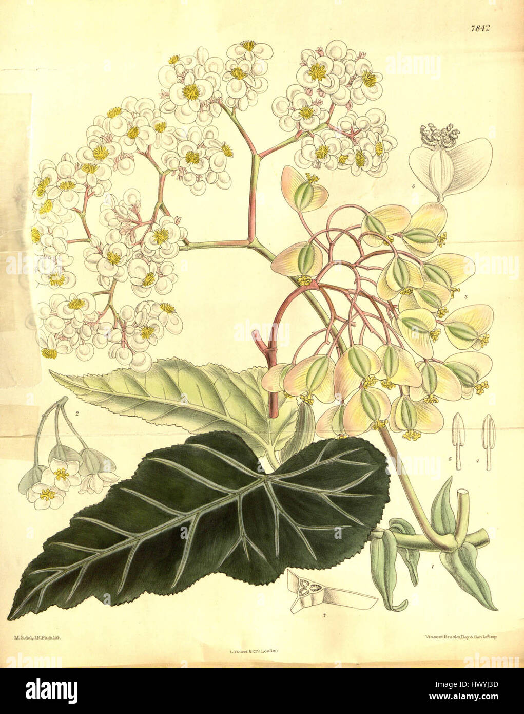 Begonia angularis is a species of flowering plant in the family ...