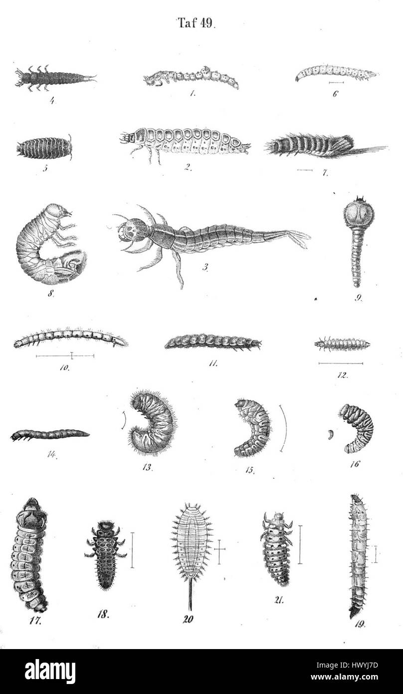 Larvae Black and White Stock Photos & Images - Alamy