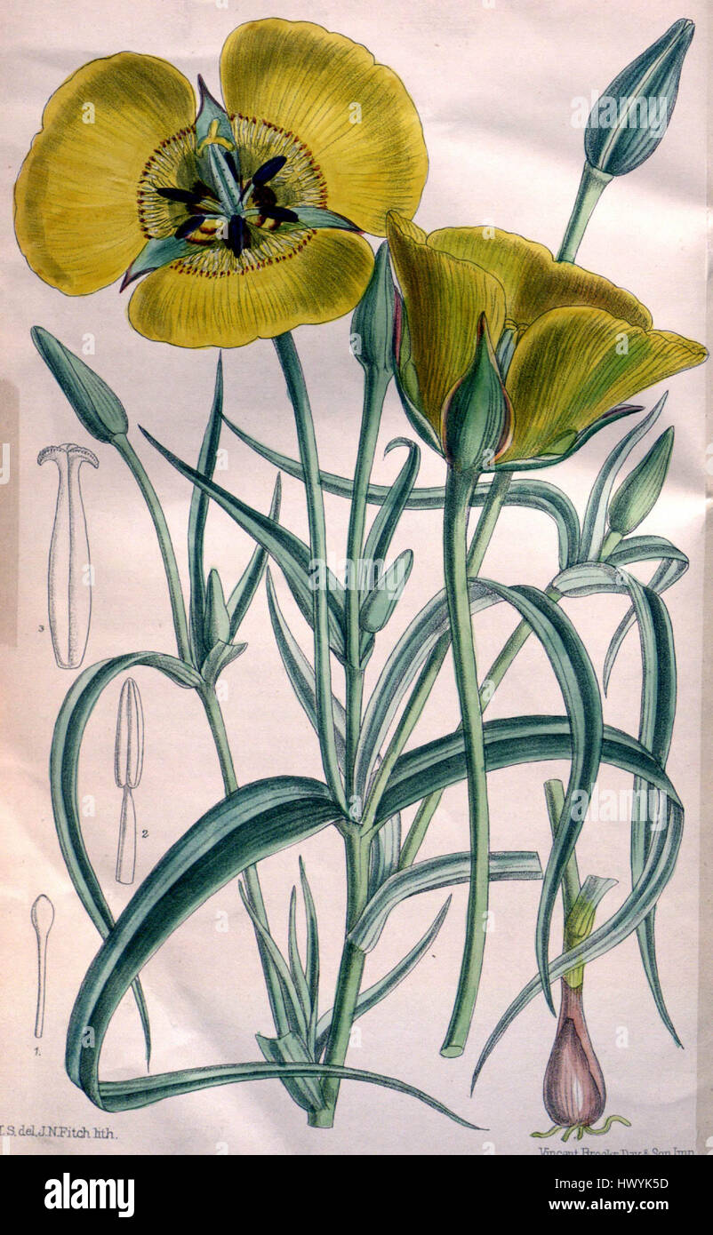 Calochortus clavatus, commonly known as the ‘cloverleaf mariposa lily ...