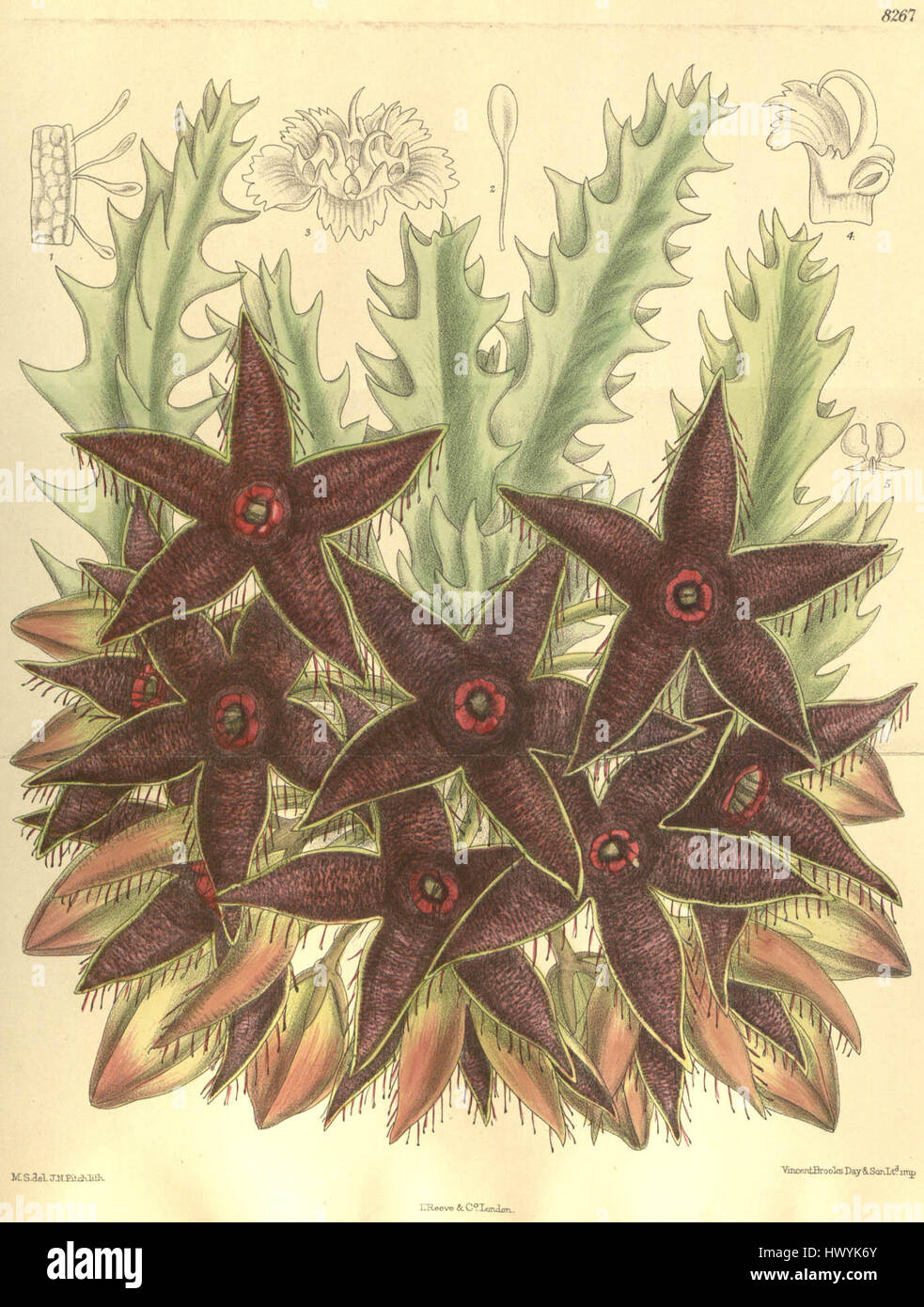 *Caralluma nebrownii* is a species of succulent plant native to the ...