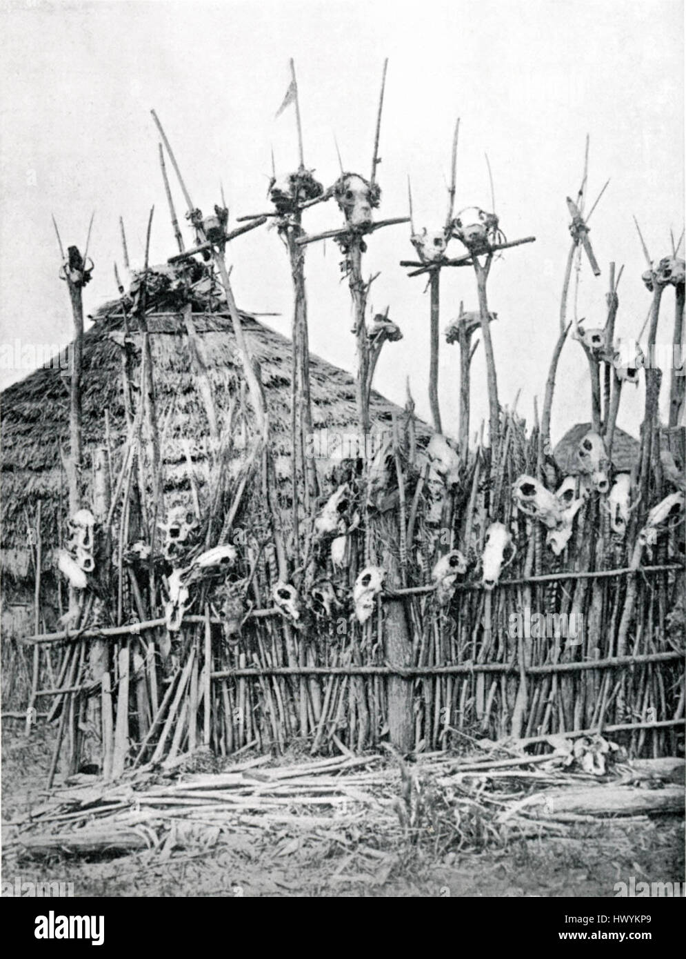 This image shows bear skulls arranged for ritualistic purposes ...