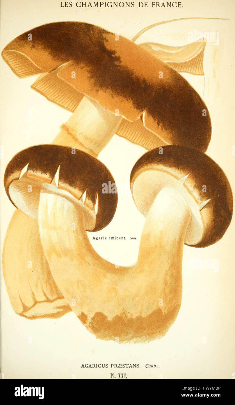 Agaricus praestans is a species of mushroom, first described by Cordier ...