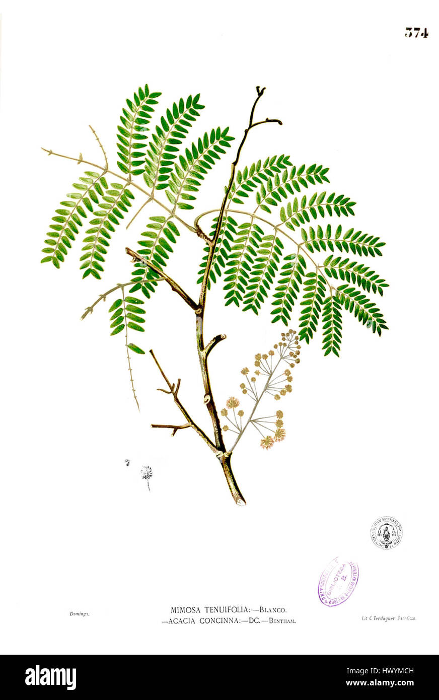 Acacia concinna, also known as the Shikakai tree, is a plant native to ...