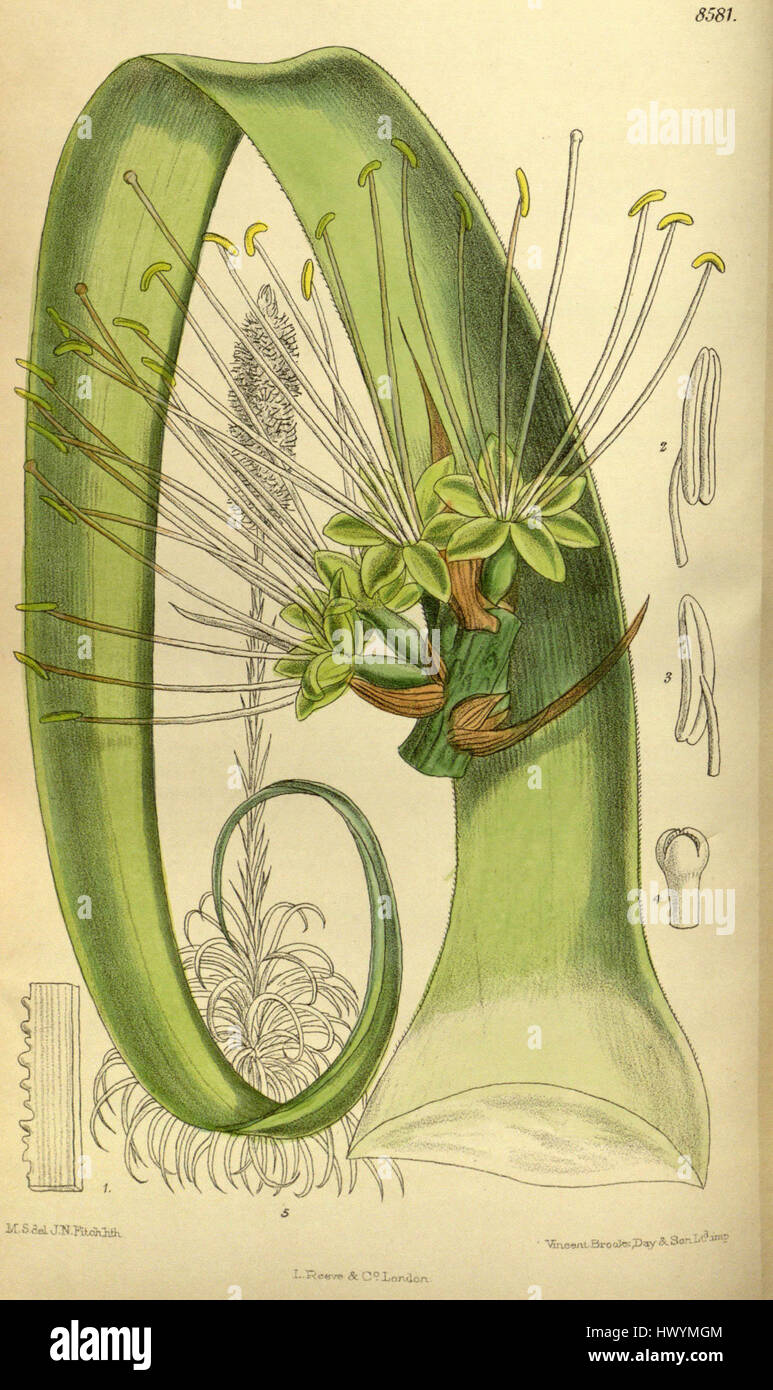 Agave bracteosa, also known as the 'Spider Agave,' is a species native ...