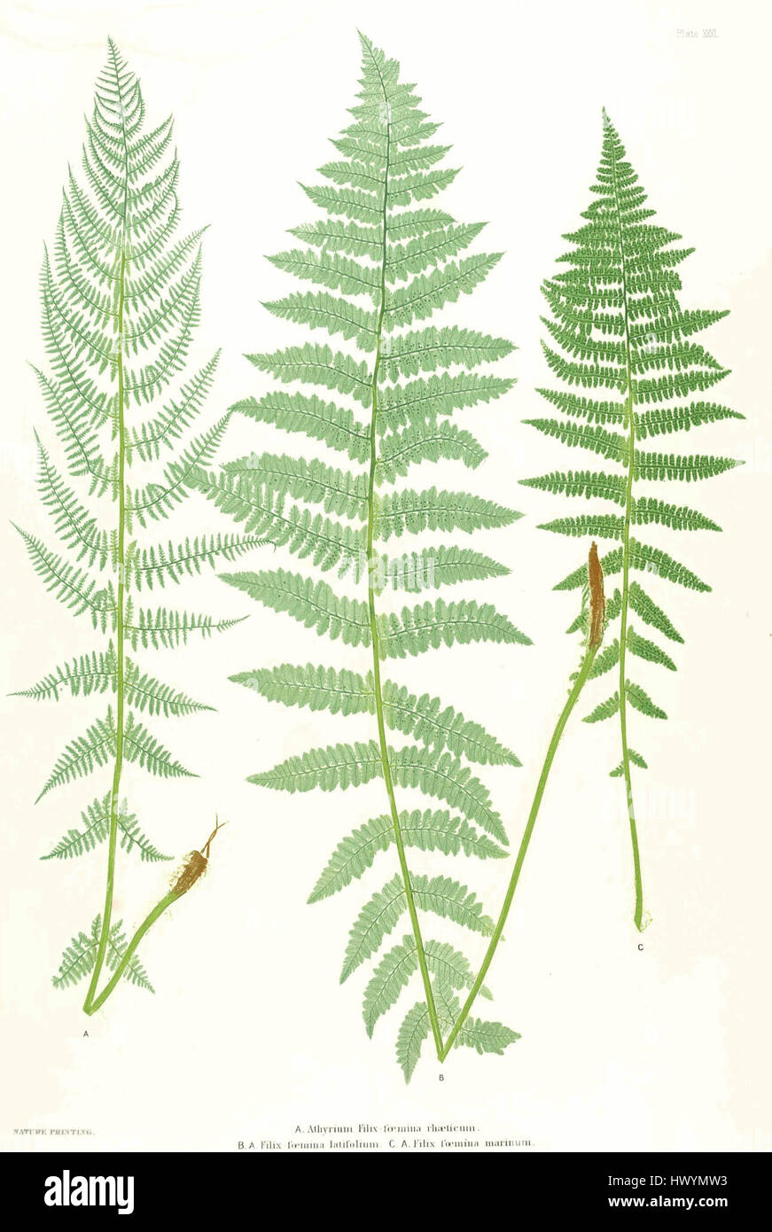 *Athyrium filix-femina*, commonly known as the lady fern, is a species ...