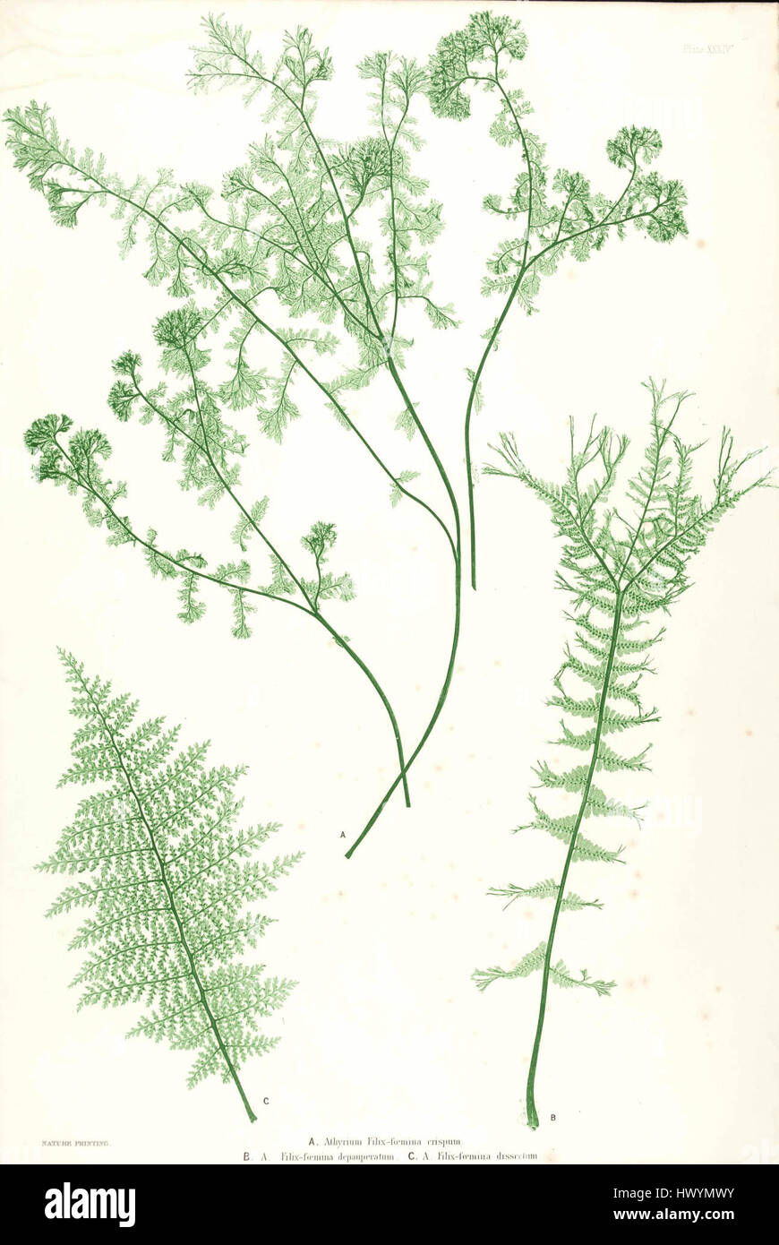 Athyrium filix femina, commonly known as the lady fern, is a deciduous ...