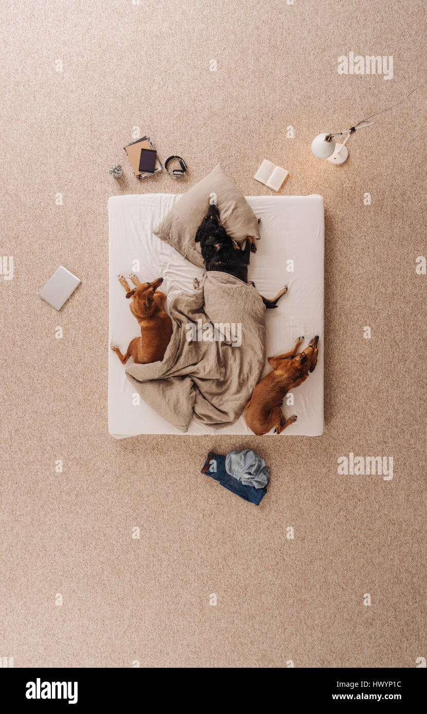 Three dogs lying in bed, sleeping Stock Photo - Alamy