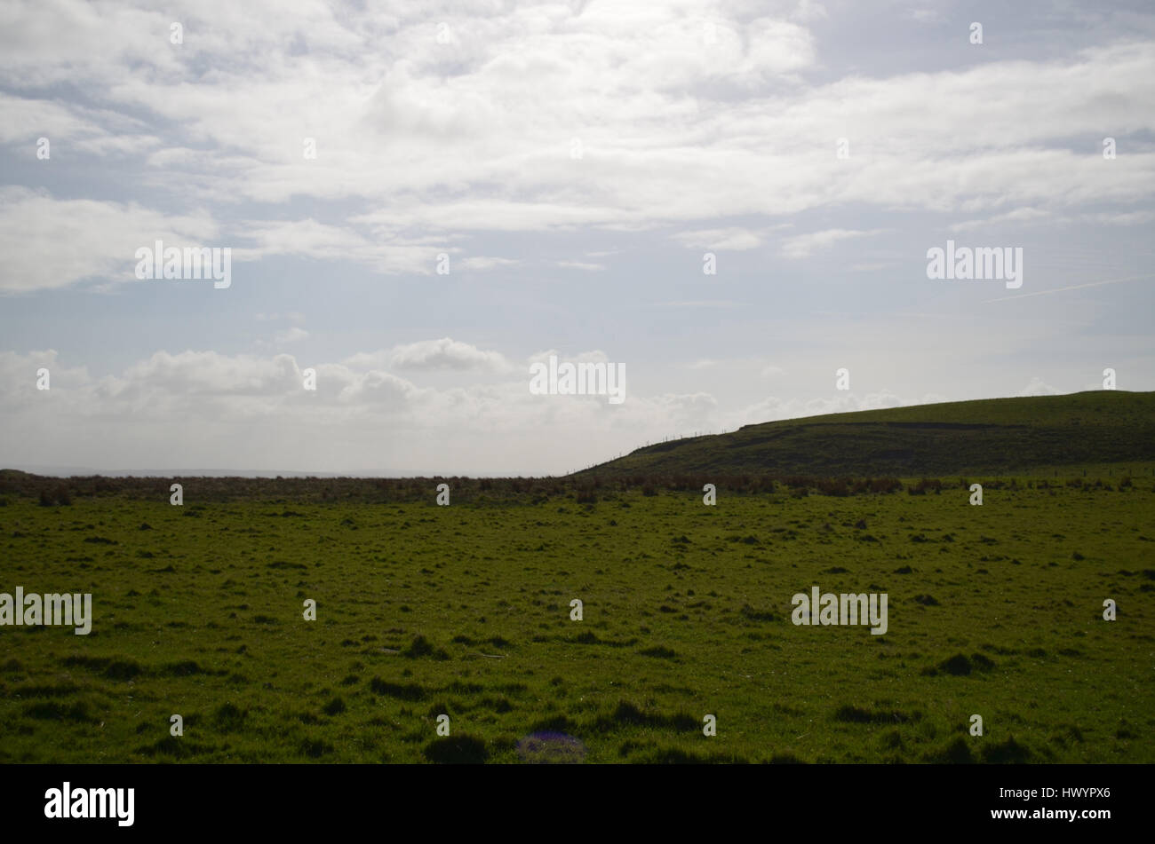 Thick grass in a field with fluffy white clouds in County Clare Ireland ...