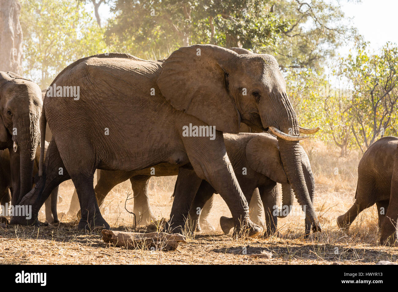 African block hi-res stock photography and images - Alamy