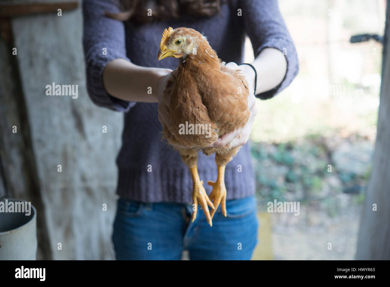 Woman holding a chicken Stock Photo - Alamy