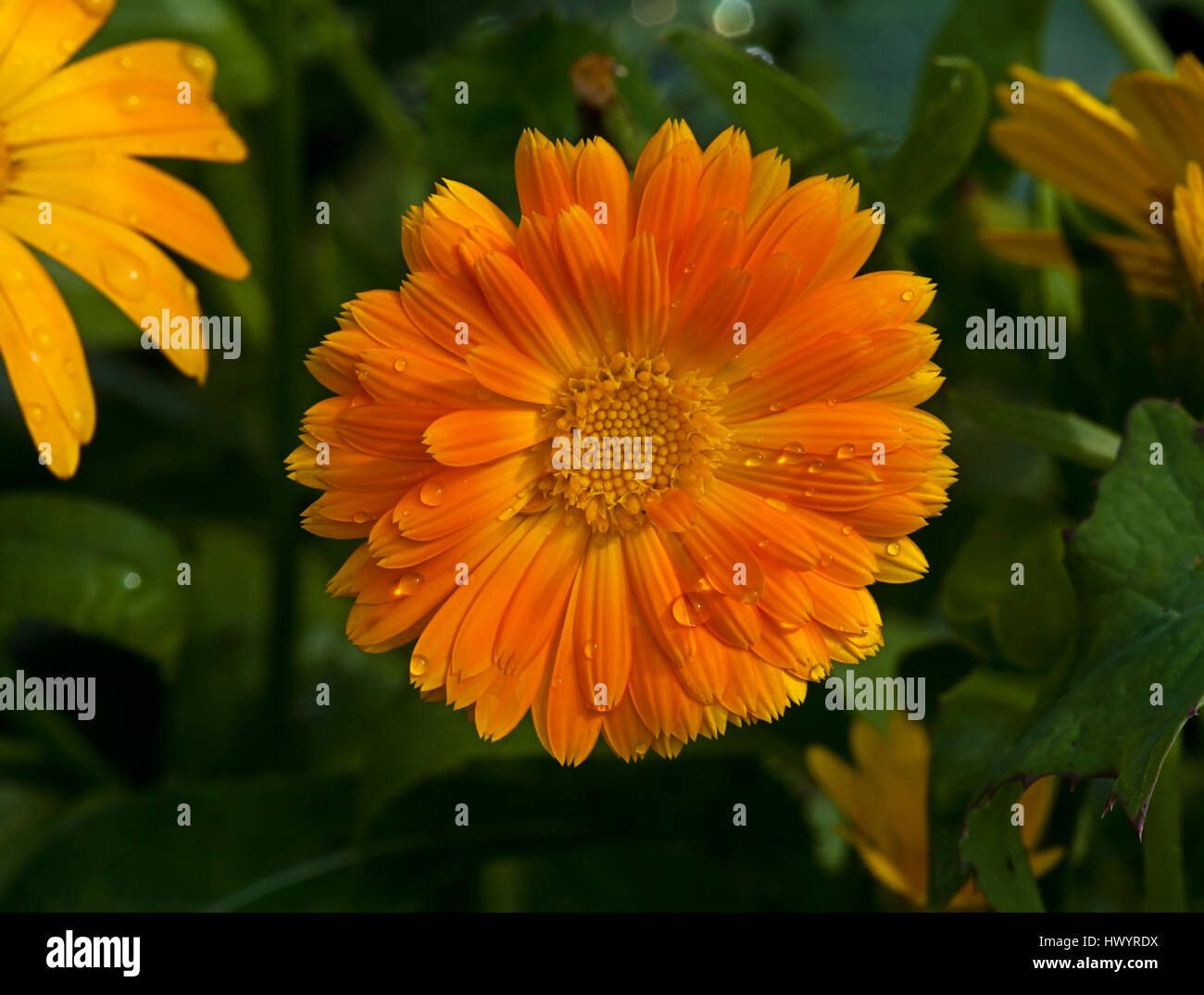 Yellow calendula flower in the garden in summer Stock Photo - Alamy