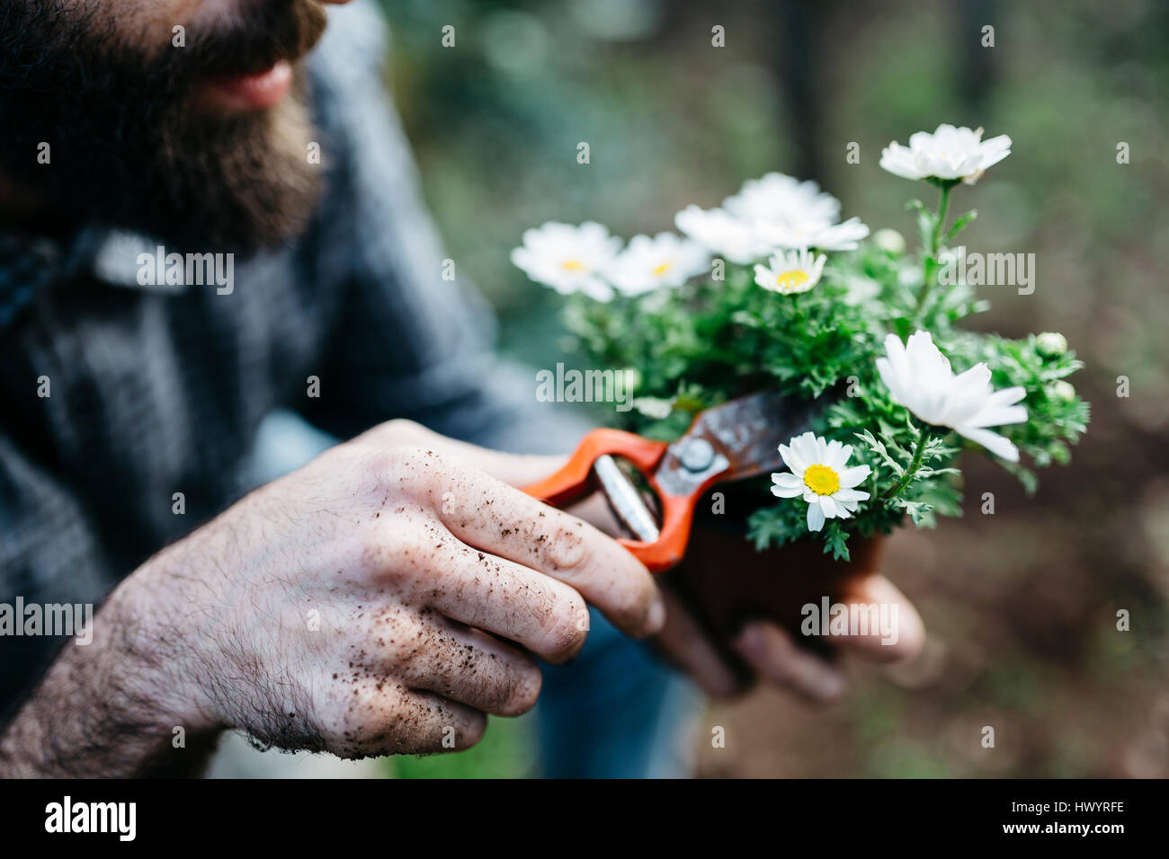 Man pruning flower in his garden Stock Photo - Alamy