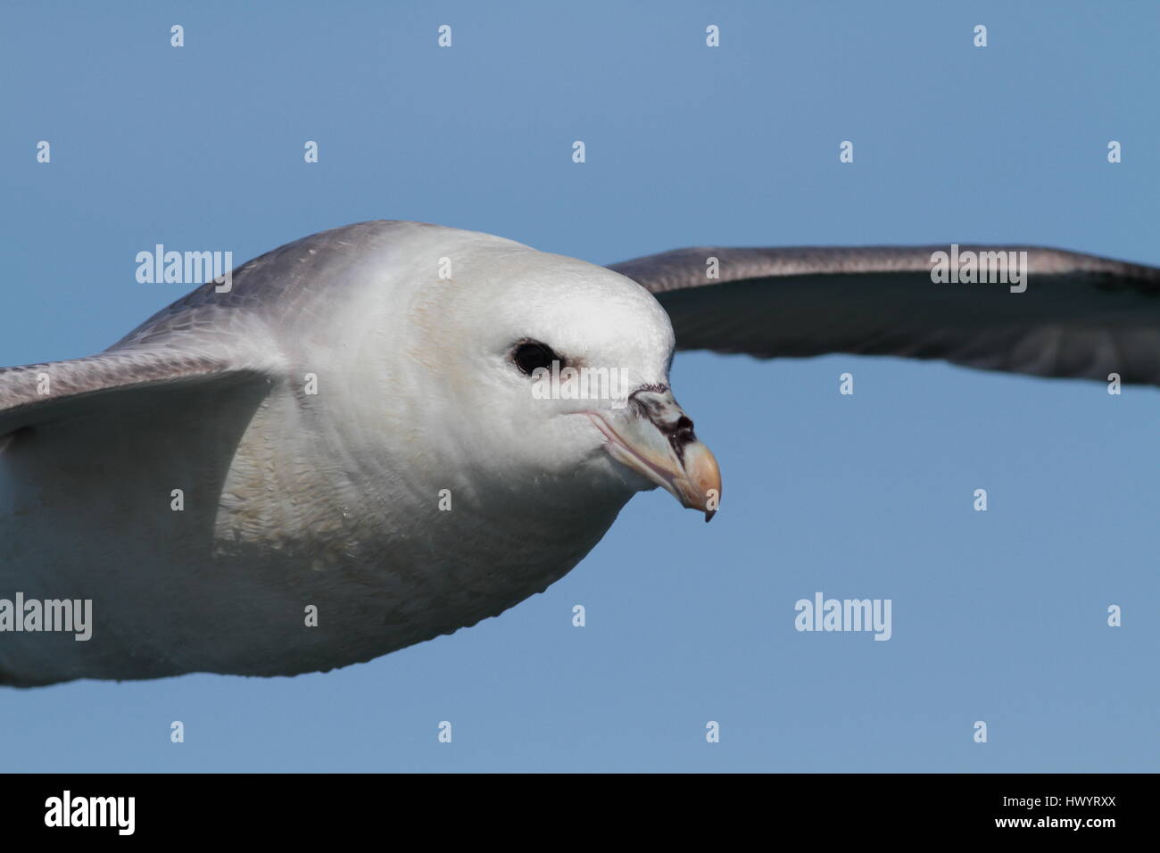 Fulmer hi-res stock photography and images - Alamy