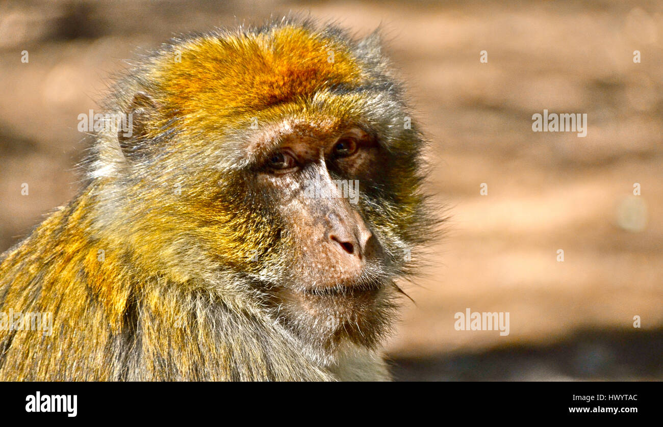 Berber monkey hi-res stock photography and images - Alamy