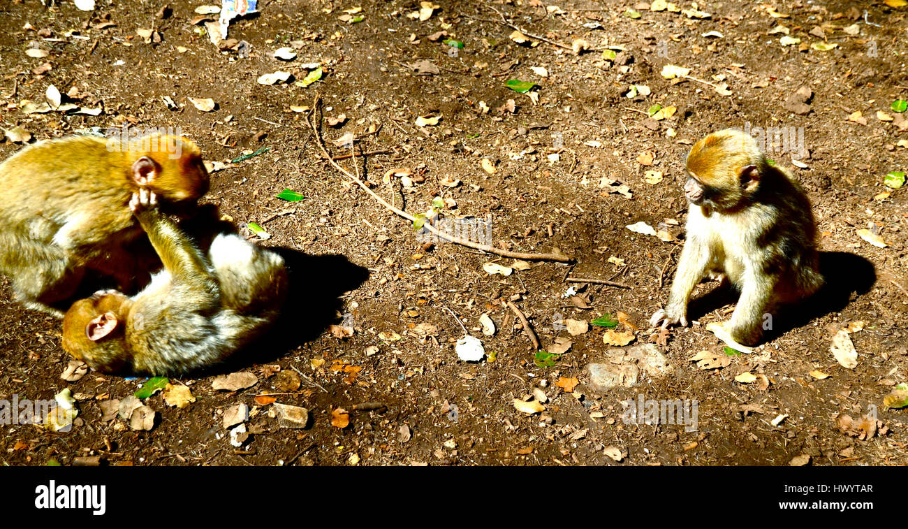 Berber monkey hi-res stock photography and images - Alamy