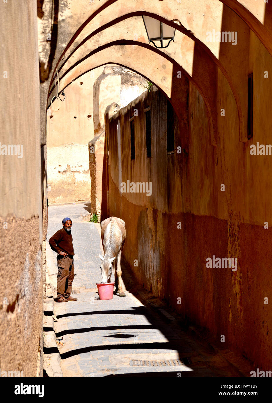 Skull goat hi-res stock photography and images - Alamy