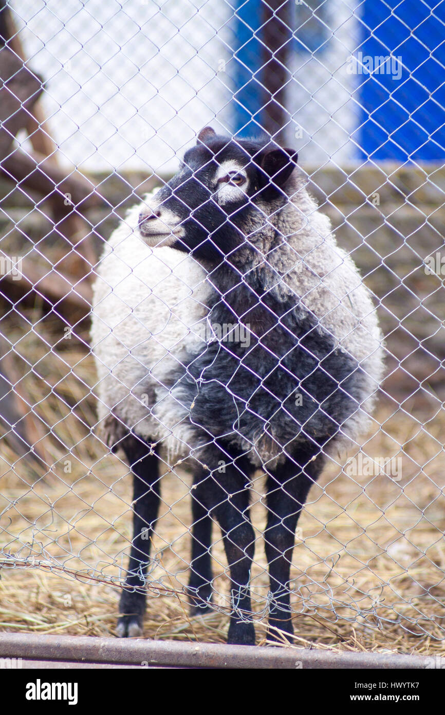 Romanov sheep breed in a pen at the home farm in Australia Stock Photo ...