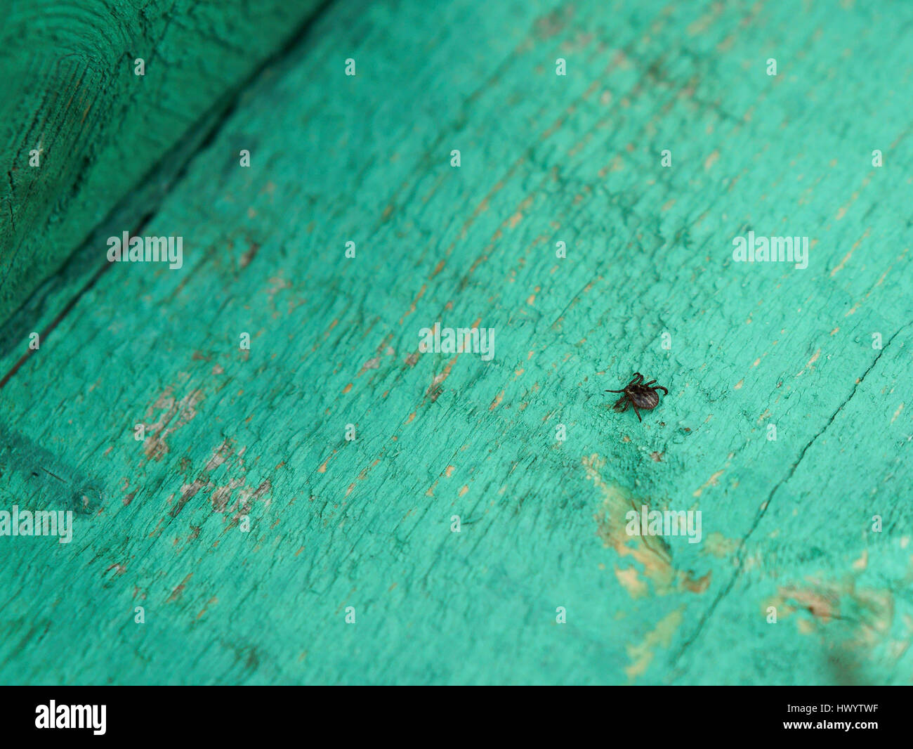 mite blood-sucking insect, the parasite active in the spring comes the ...