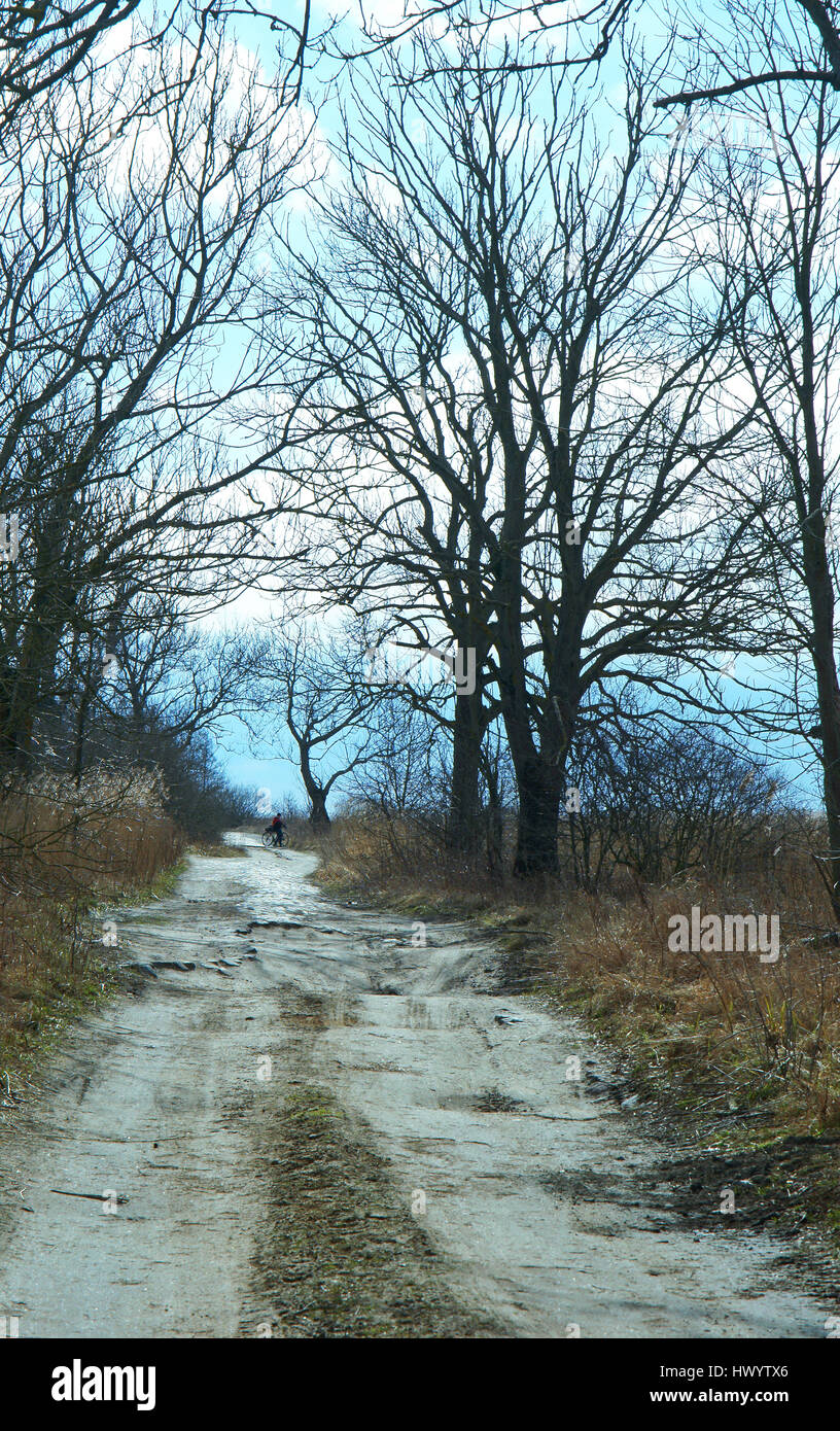 dirt road through the woods covered with cobblestones the sky is blue ...