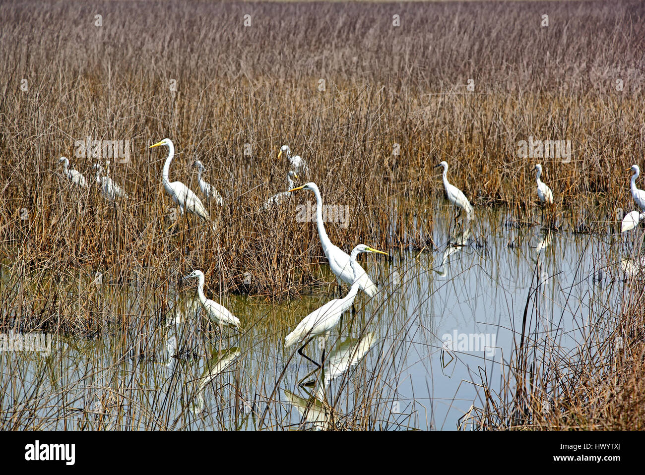 Wetland insects hi-res stock photography and images - Alamy