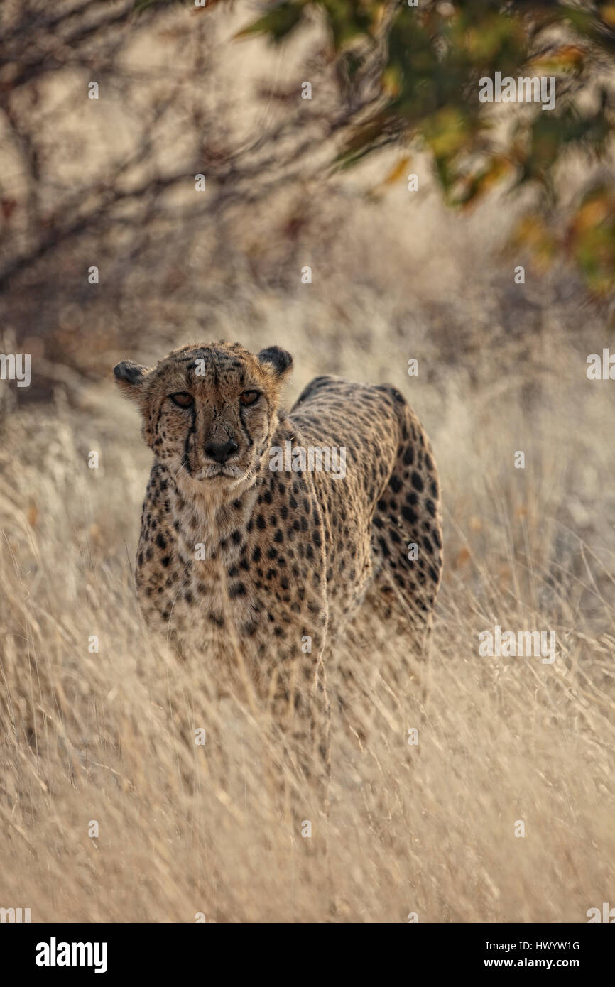Namibia, portrait of a cheetah Stock Photo - Alamy