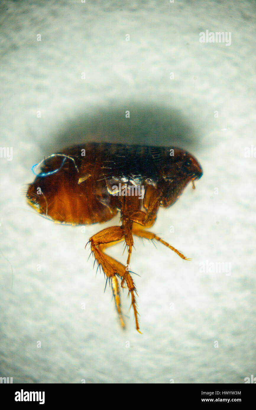 Parasite of cats and dogs of flea insect Stock Photo - Alamy