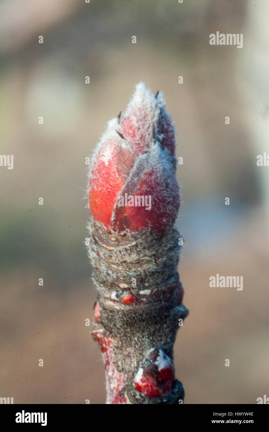 tree buds come alive and swollen in the early spring before flowering ...