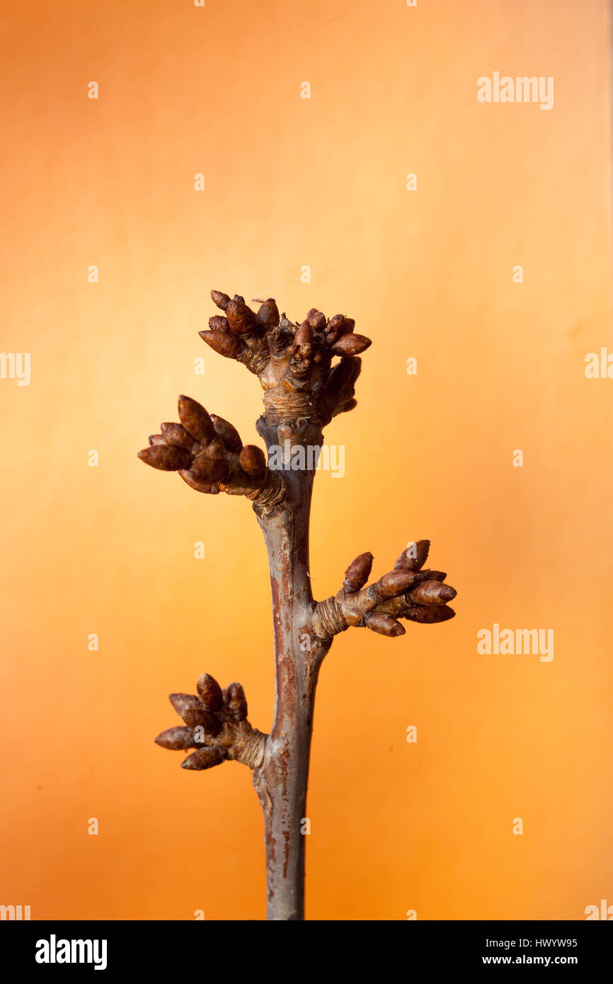 tree buds come alive and swollen in the early spring before flowering ...