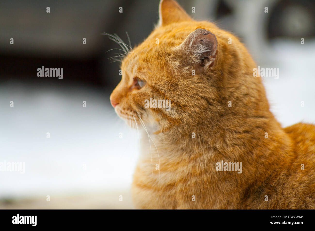 The street cat named Bob red color is beautiful and smart Stock Photo ...