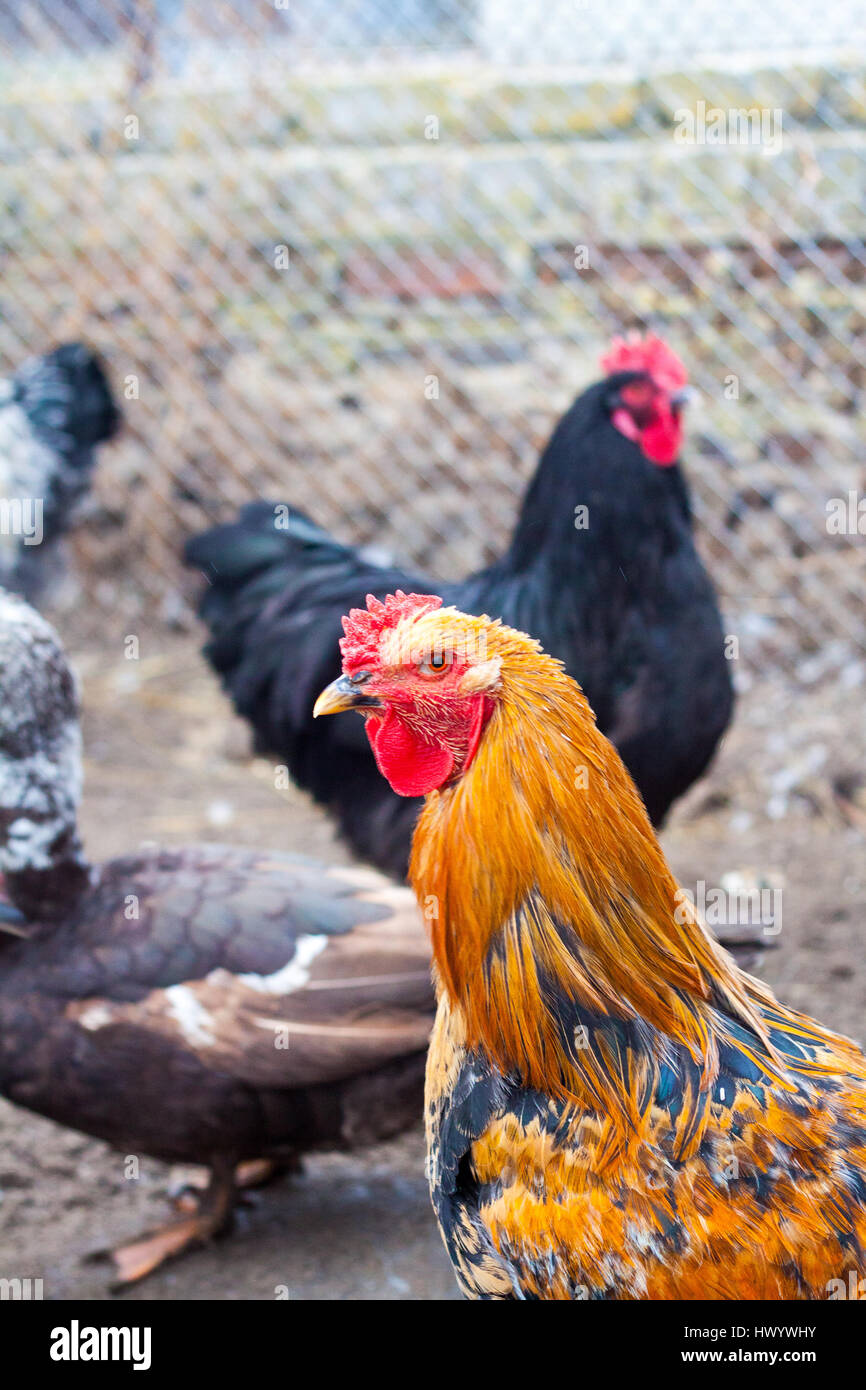 Beautiful cock for horoscope, rooster head as a symbol of the Chinese ...