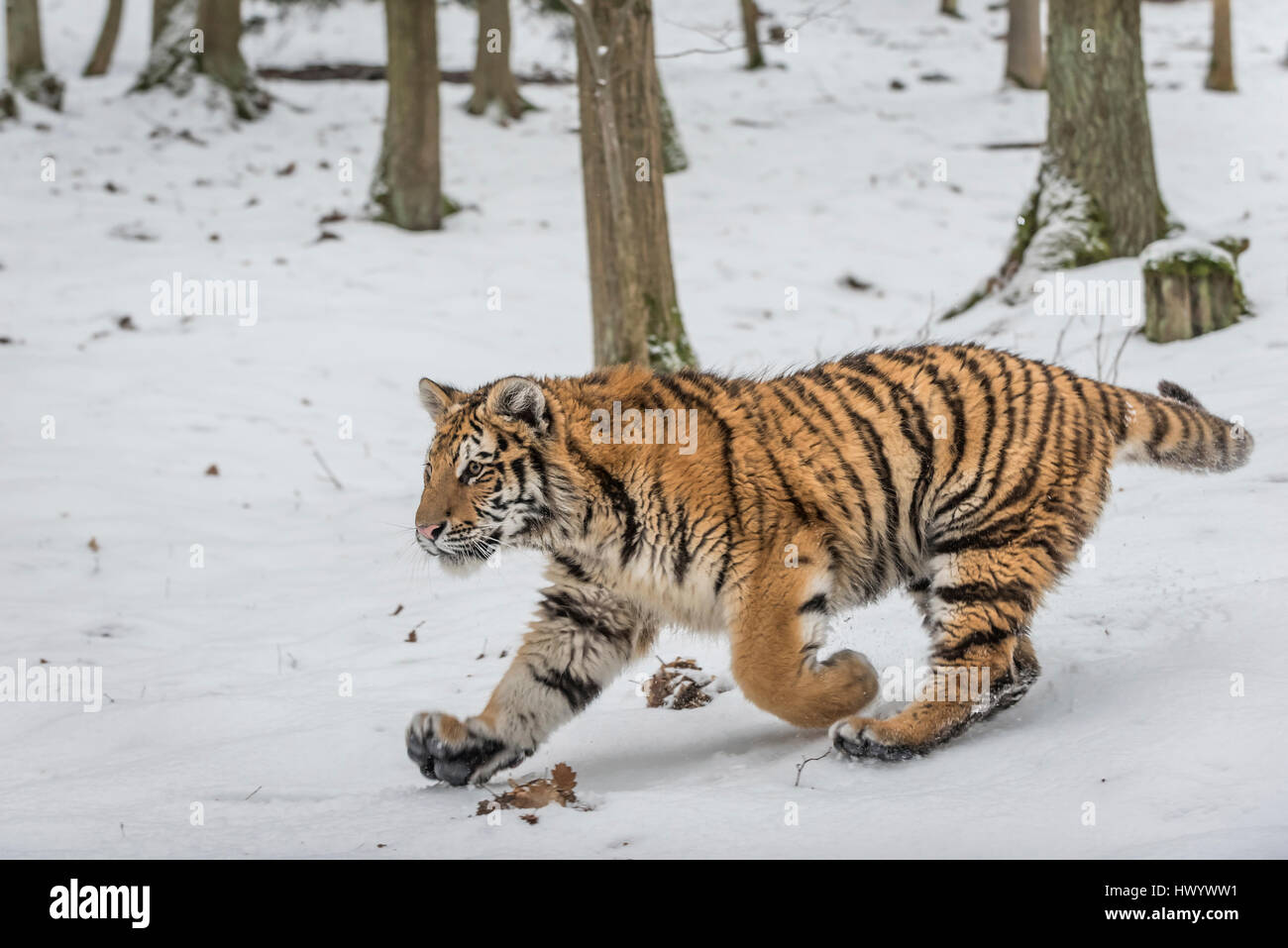 Side view siberian tiger running hi-res stock photography and images ...