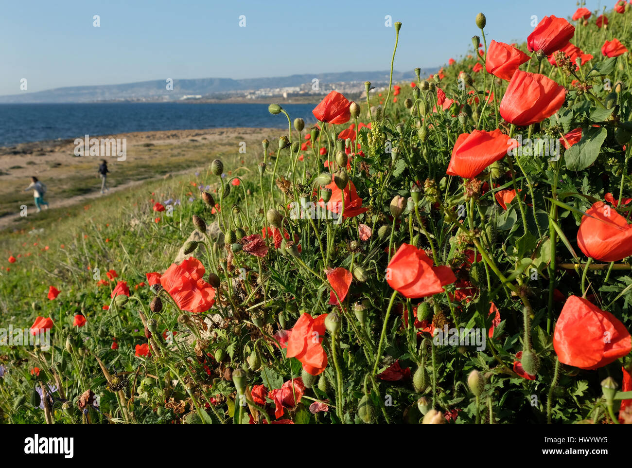 Cyprus Wildflowers High Resolution Stock Photography and Images - Alamy