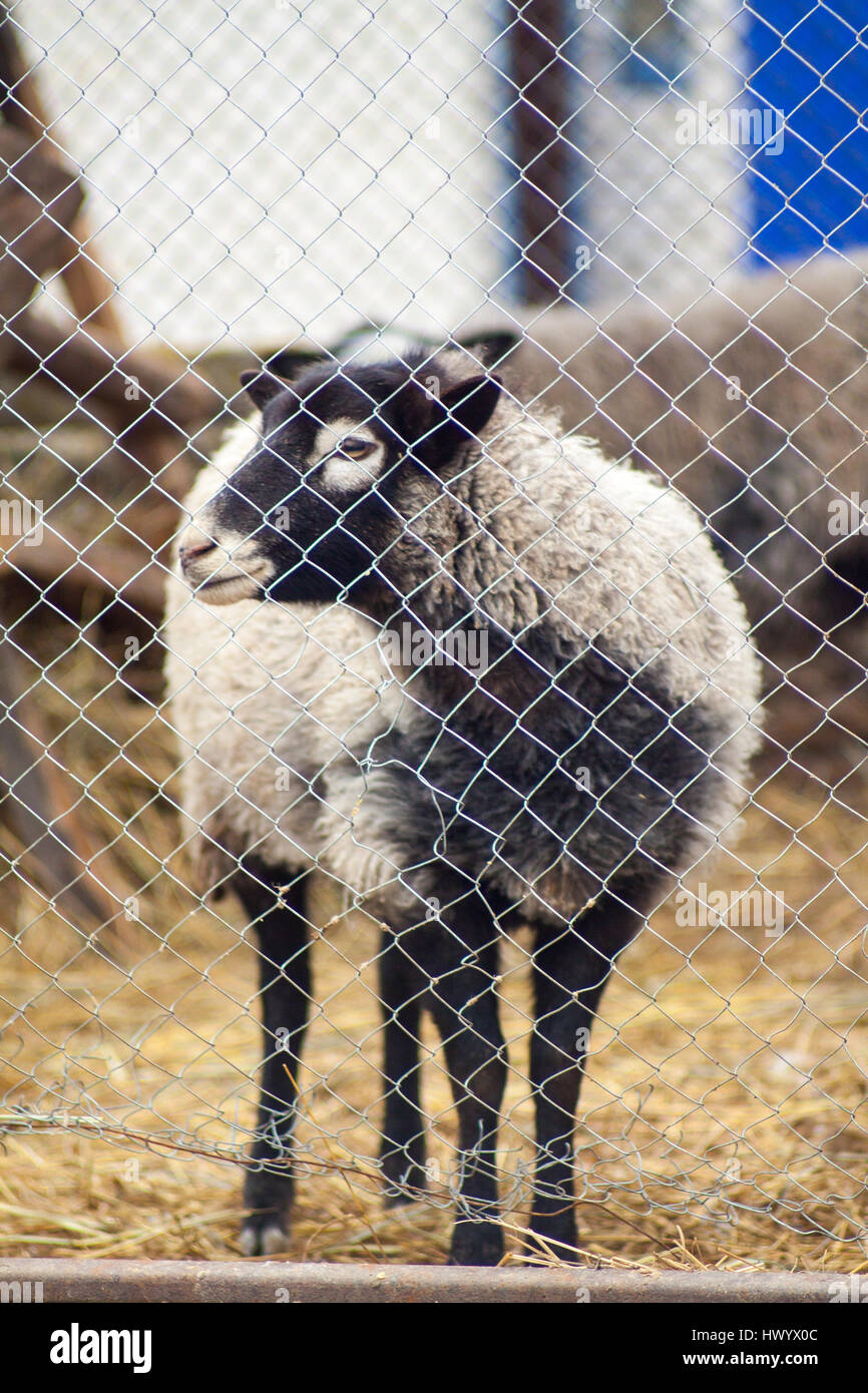 Romanov sheep breed in a pen at the home farm in Australia Stock Photo ...