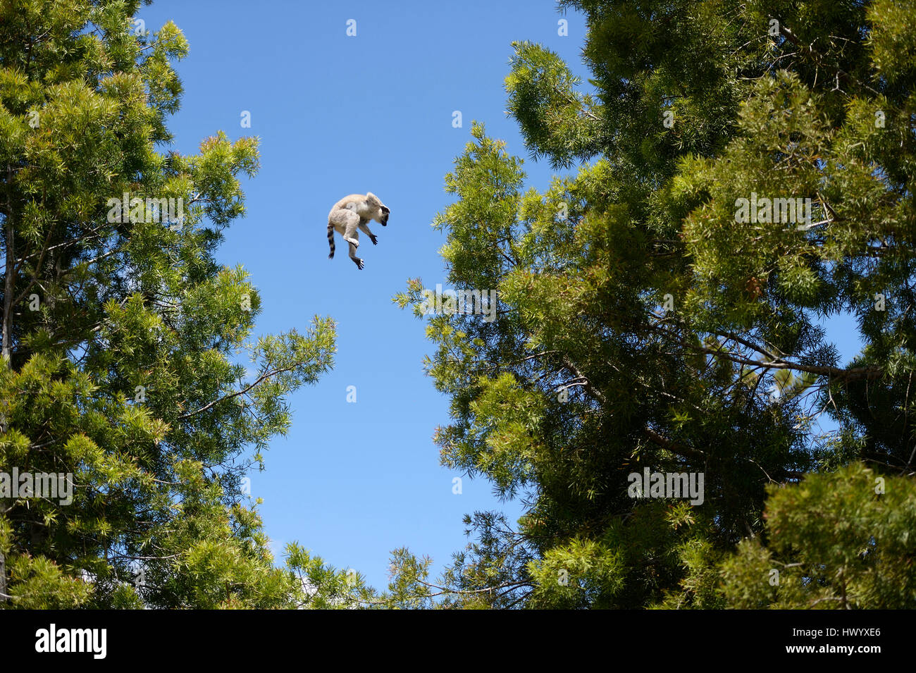 Lemur Jumping From Tree To Tree High Resolution Stock Photography and ...