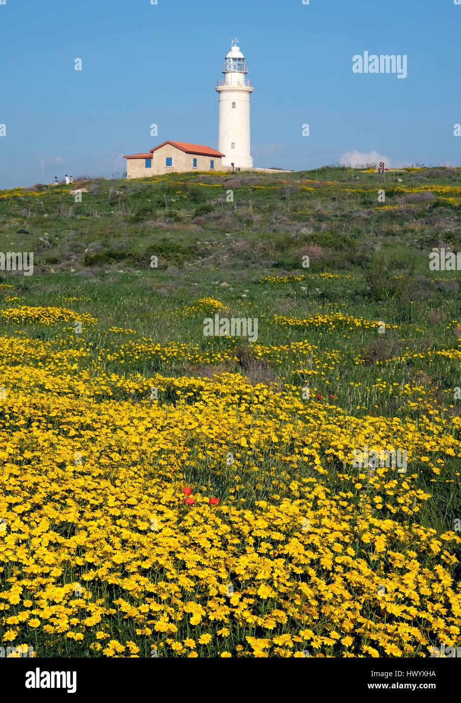 Wild flowers, (Crown Daisies Chrysanthemum Coronarium) in full bloom at ...