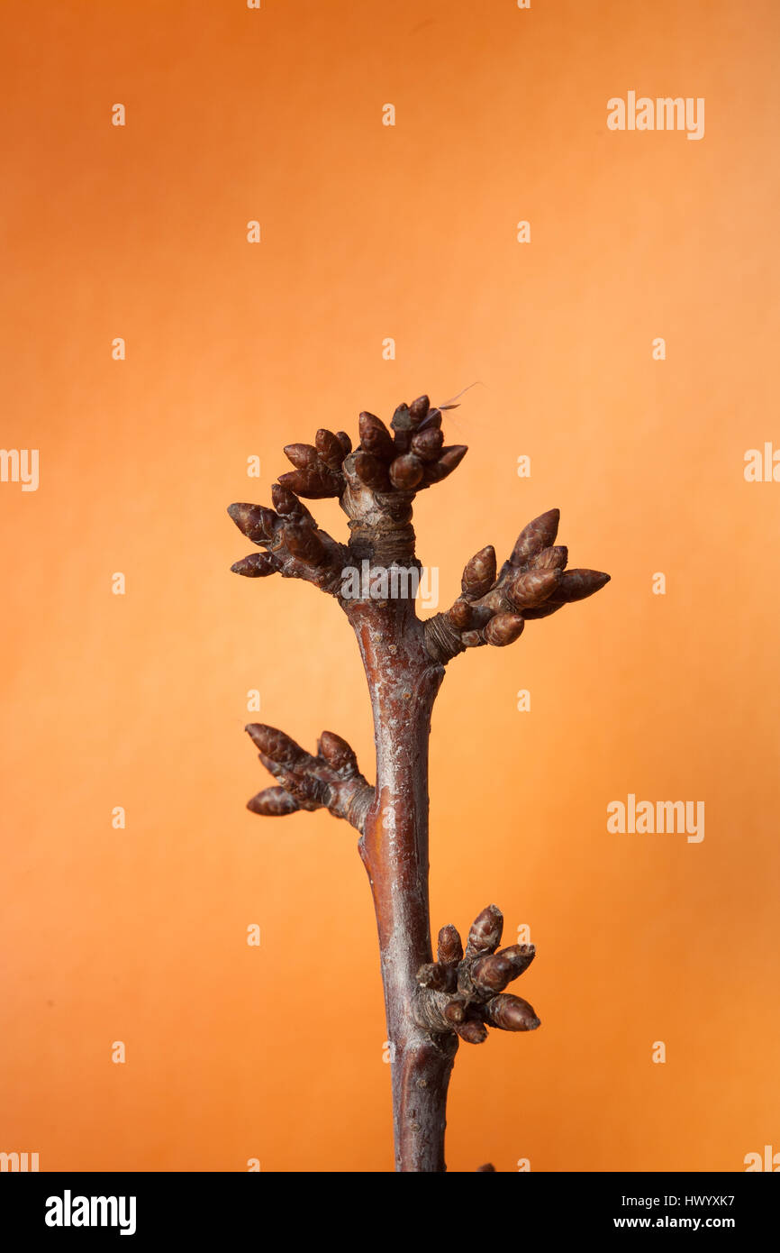 tree buds come alive and swollen in the early spring before flowering ...