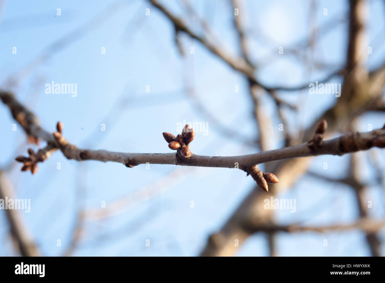 tree buds come alive and swollen in the early spring before flowering ...