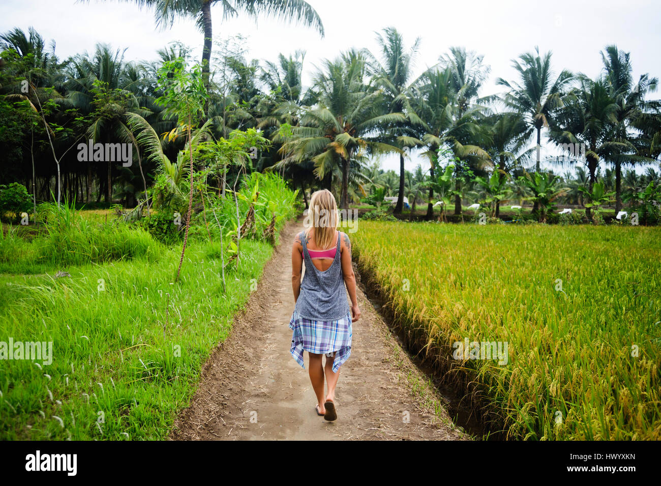 Indonesia, Java, back view of woman walking on dirt track through rice ...