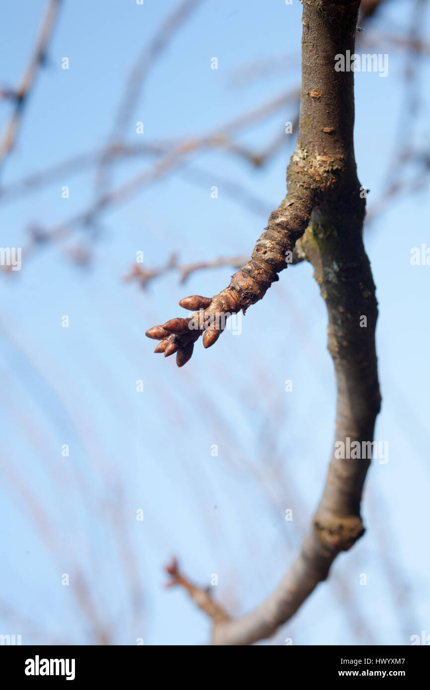 tree buds come alive and swollen in the early spring before flowering ...